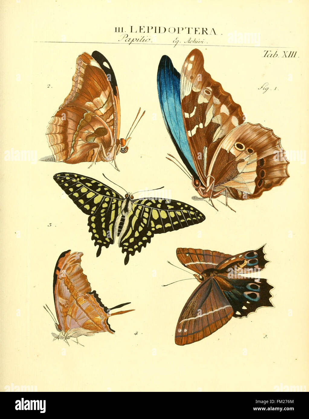 *Dr. Sulzer's Abbreviated History of Insects* (Tab. XIII) is an early ...