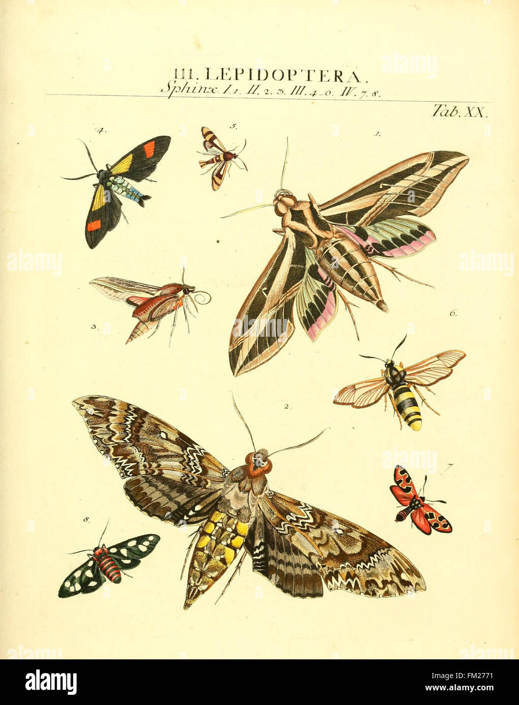 Dr. Sulzer's work provides an abbreviated history of insects, focusing ...