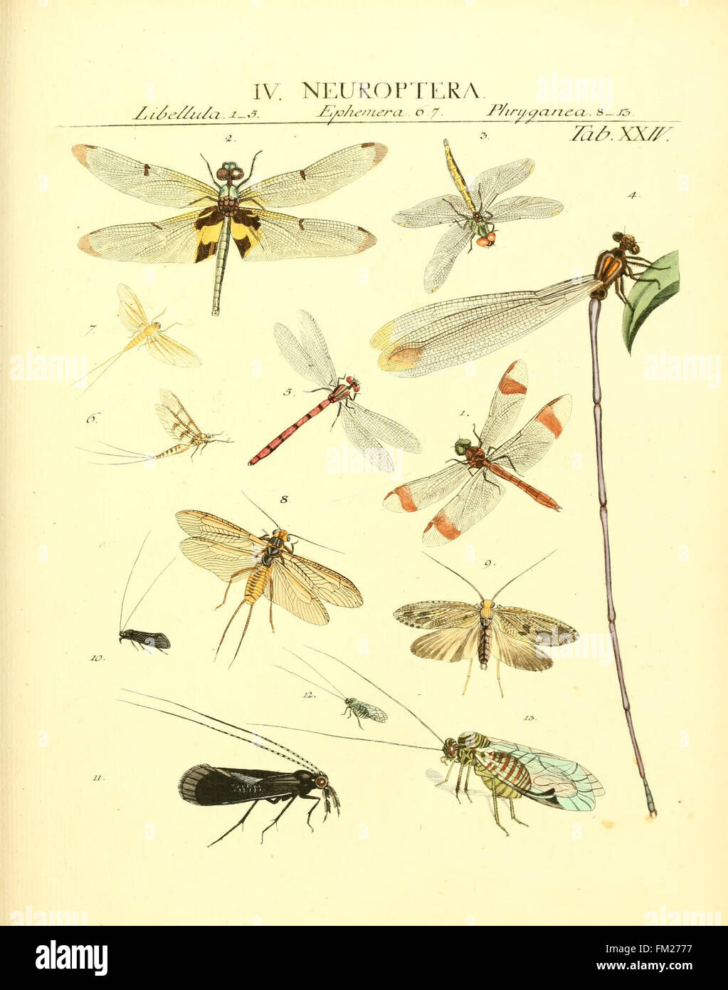 Plate XXIV from Dr. Sulzer's 'Abgekürzte Geschichte der Insecten ...