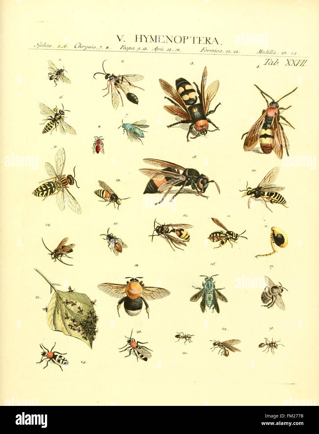 Dr. Sulzer's work offers a concise history of insects with specific ...