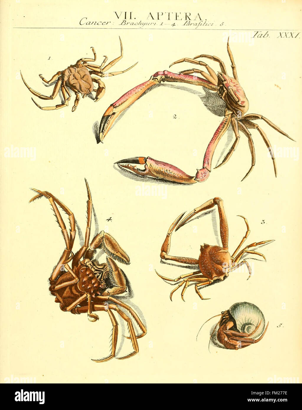 Tab. XXXI from 'Dr. Sulzers Abgekürzte Geschichte der Insecten ...