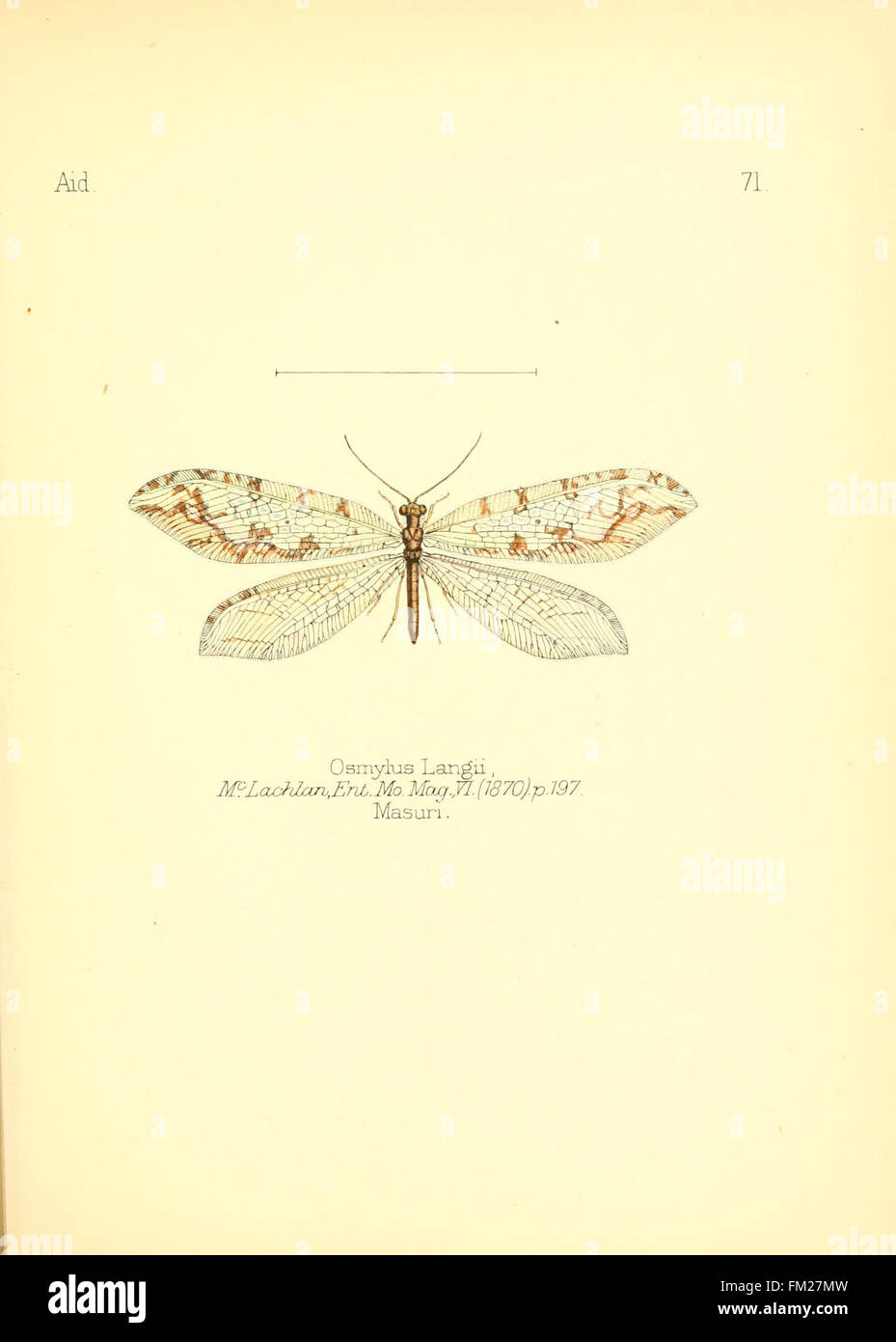 This work provides key illustrations and identification guidelines for ...