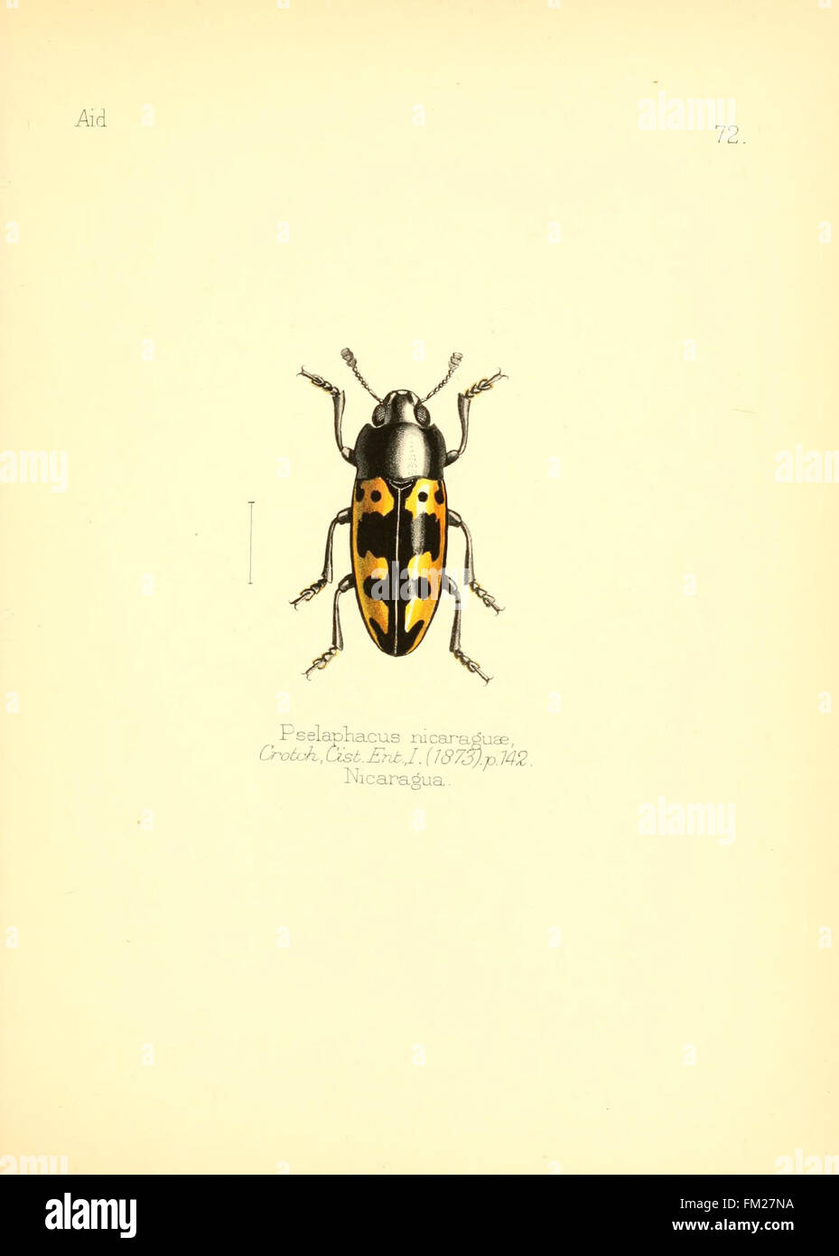 An illustration from a guide to insect identification, focusing on ...