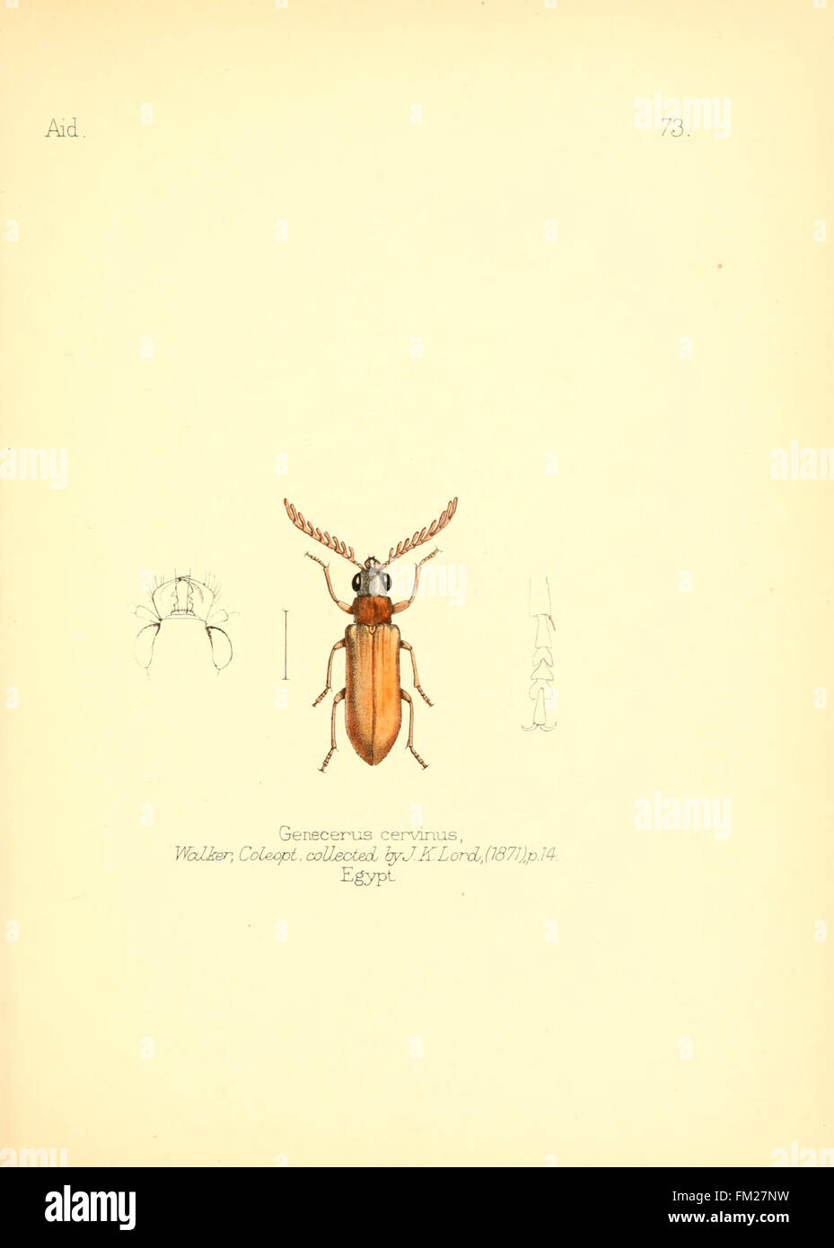 This plate is part of an insect classification guide aimed at aiding ...