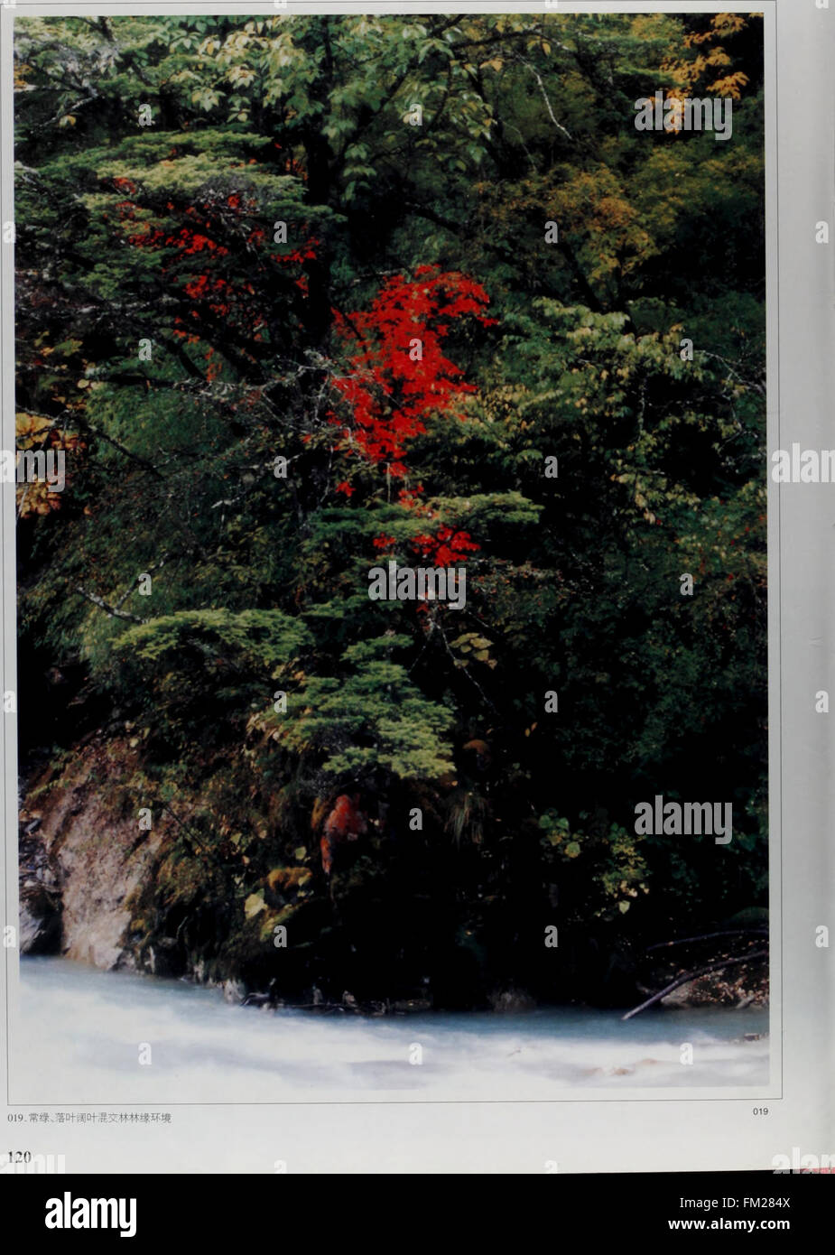 This publication, titled 'Du Jiang Yan Sheng Wu Duo Yang Xing Yan Jiu ...