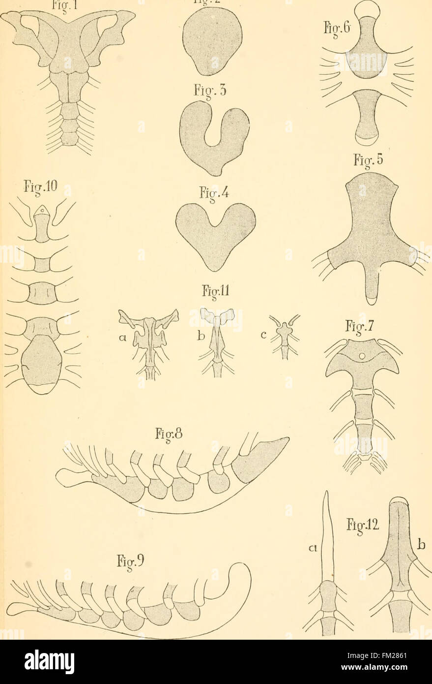 This 1898 study examines the sternum and its connections to the ...