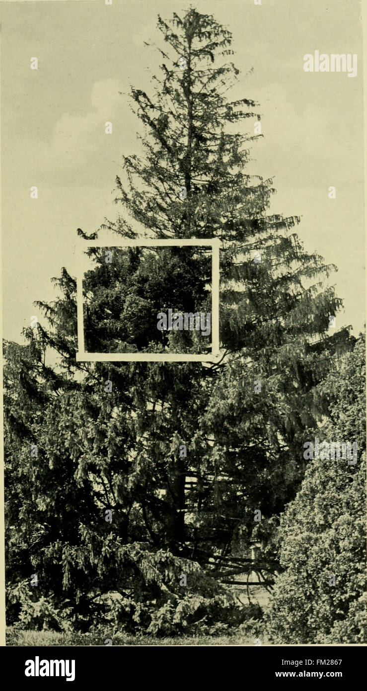 This 1923 work focuses on the study of dwarf and slow-growing conifers ...