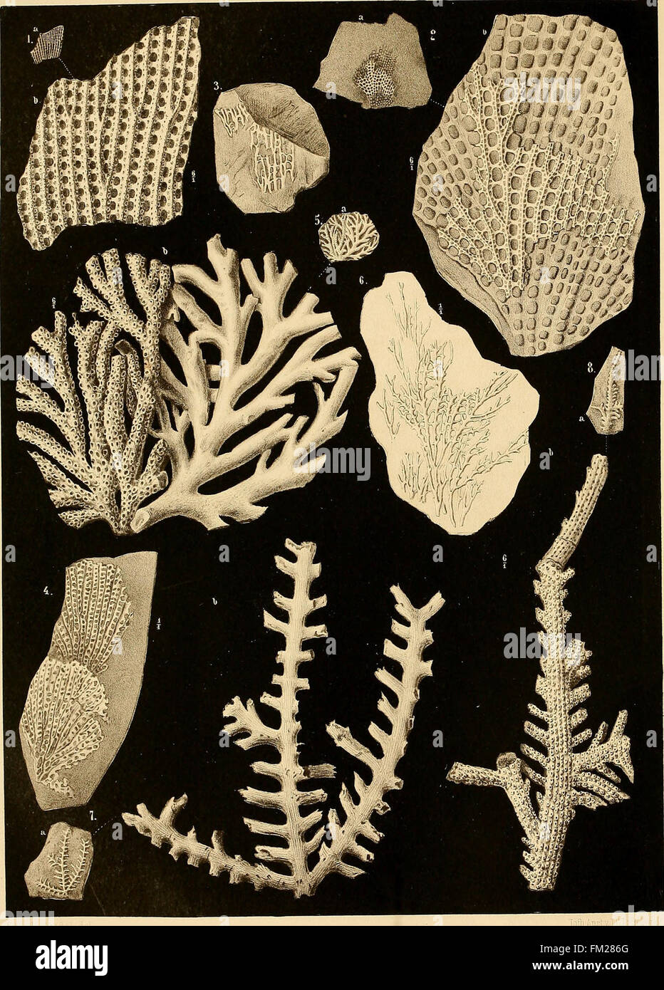 This 1861 work focuses on the study of the Zechstein formation and ...