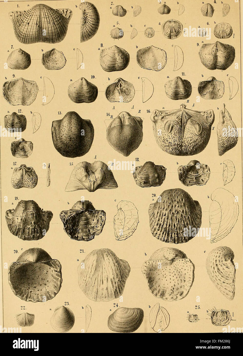 This geological study examines the Zechstein Formation and the ...