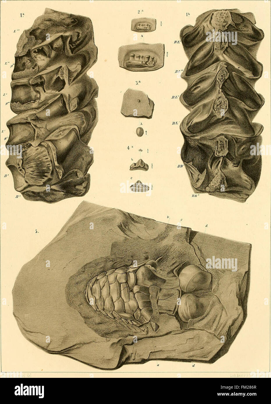 A geological study from 1861 on the Dyas and Zechstein formations ...