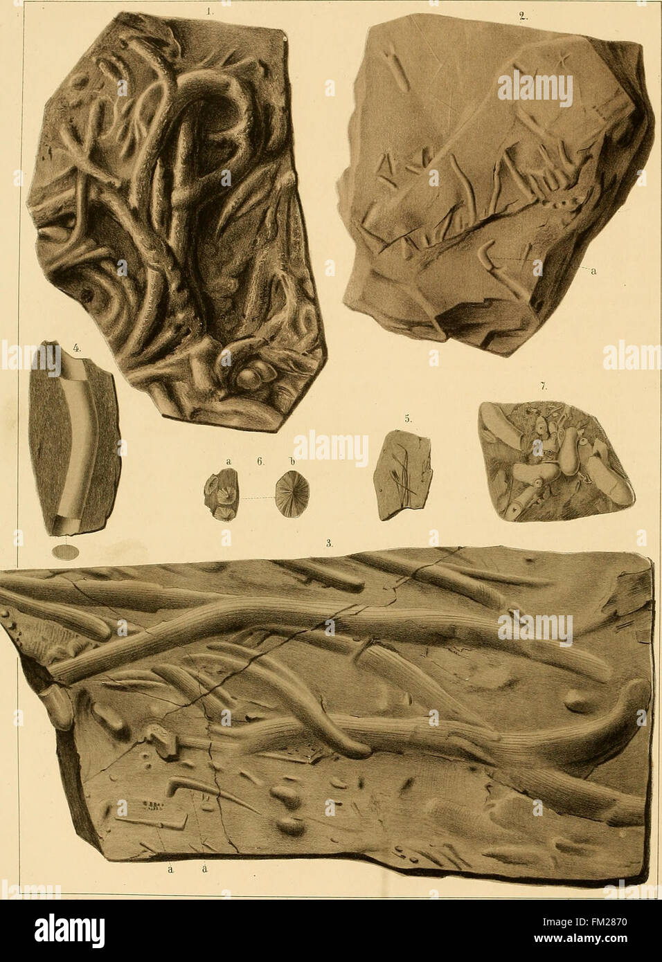 This 1861 work focuses on the Dyas and Zechstein formations, including ...