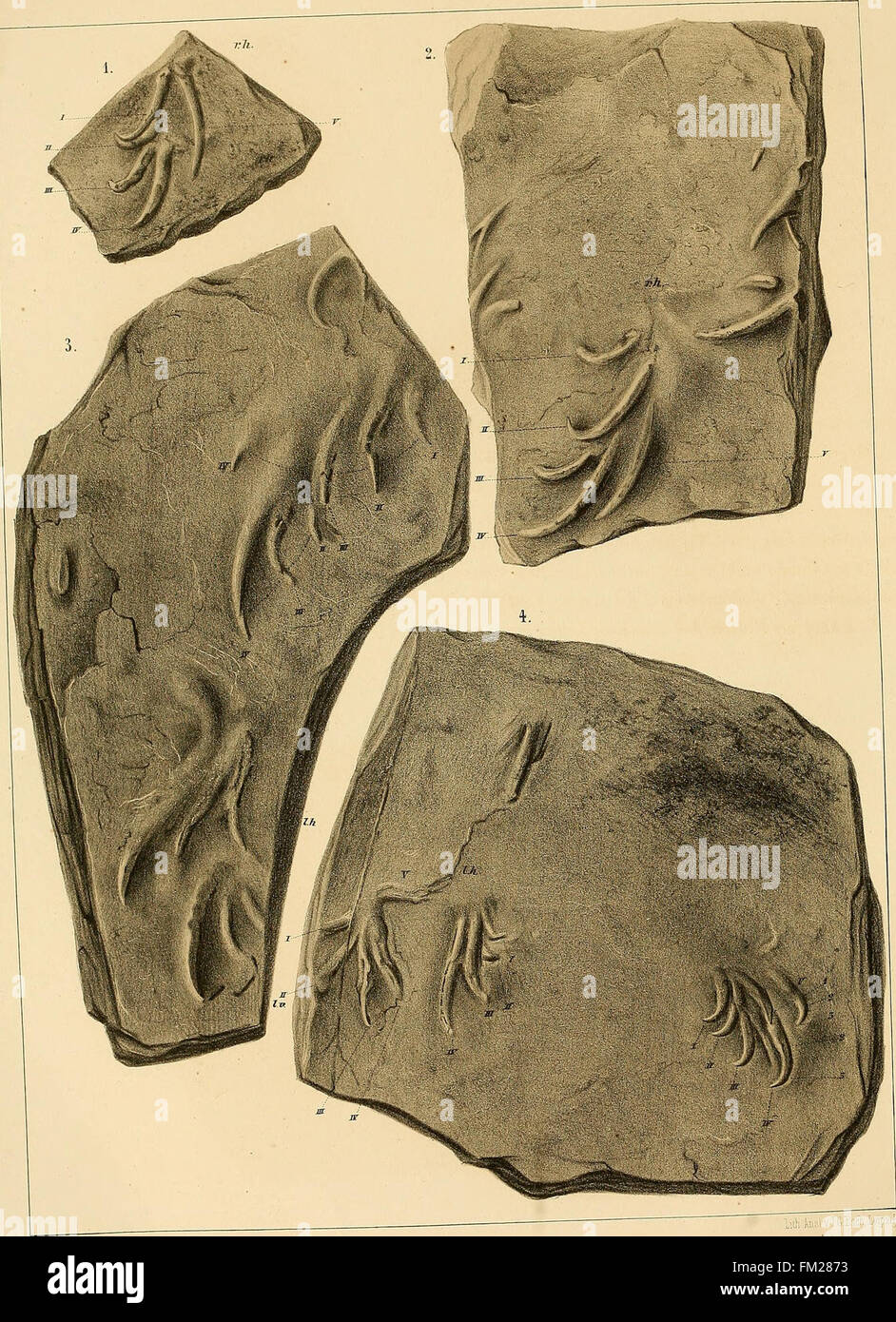A geological study from 1861 titled 'Dyas oder die Zechsteinformation ...