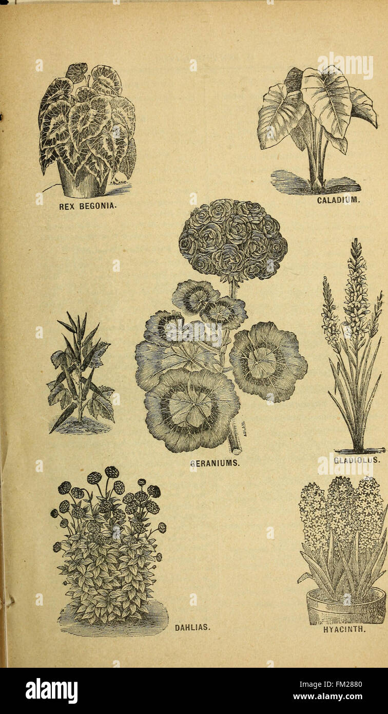 E. Annabil and Co.'s seed annual (1893 Stock Photo - Alamy