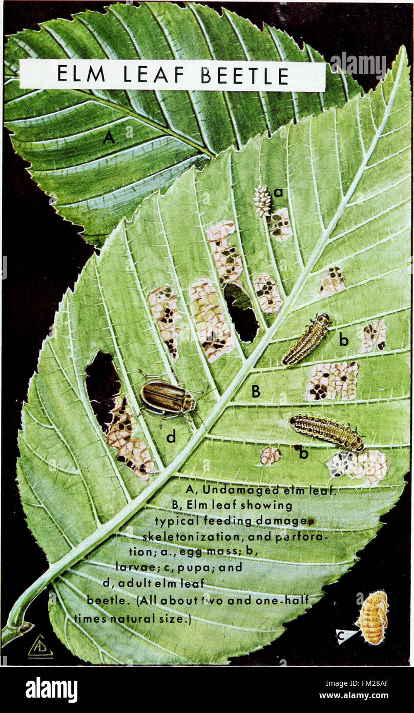 Insects in our ecosystems hi-res stock photography and images - Alamy