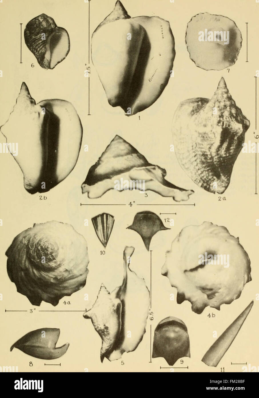 *East Coast Marine Shells* (1937) describes the mollusks found along ...