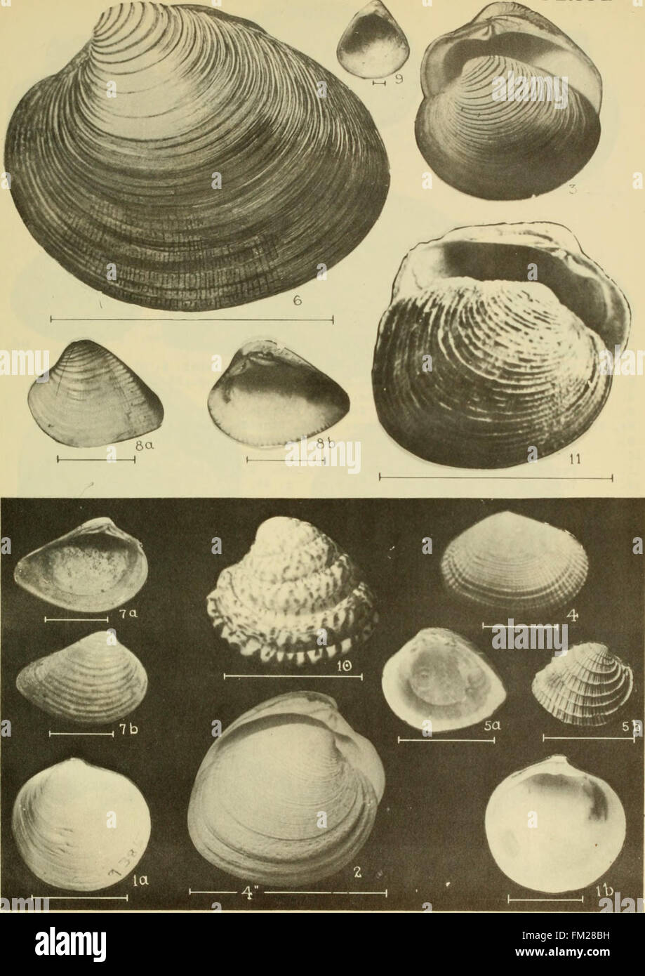 A 1937 work describing marine mollusks from the east coast of the ...