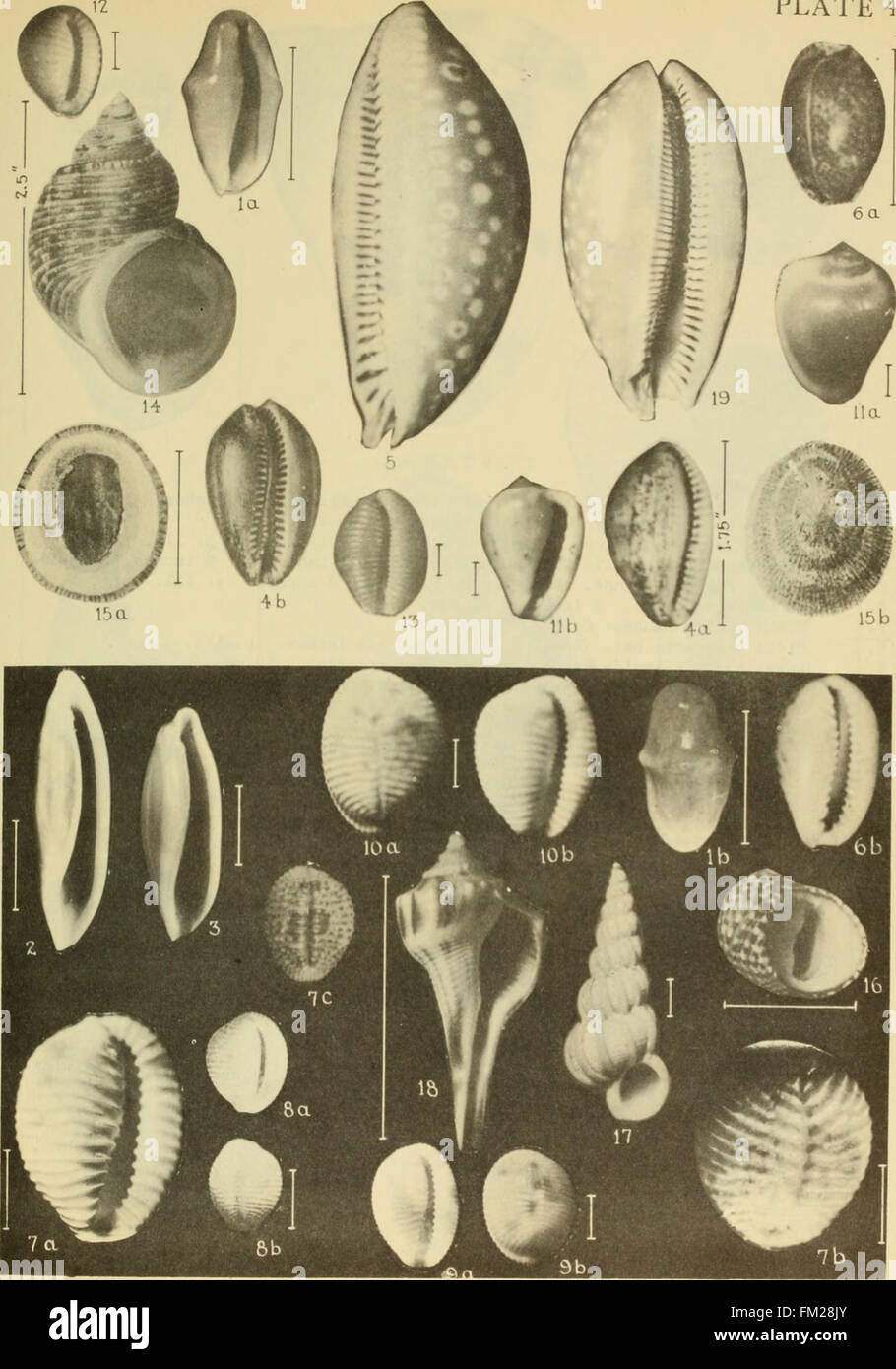 This 1937 work describes marine shells found along the East Coast of ...