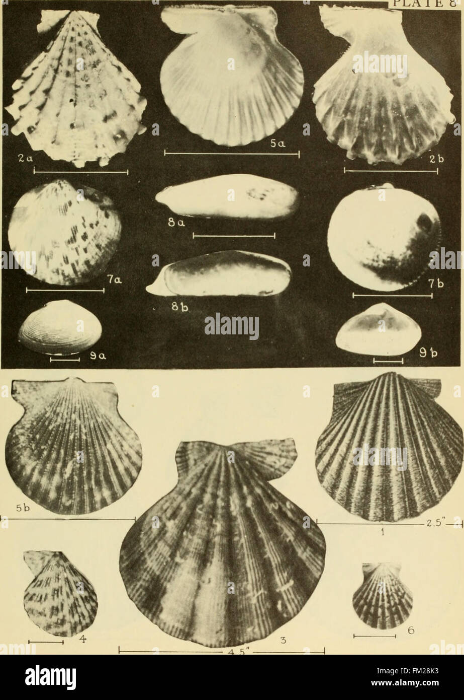 A guide to marine shells found along the east coast of the U.S., from ...