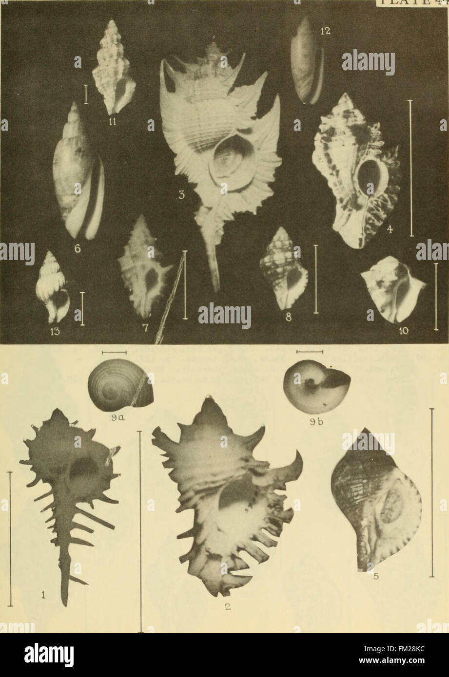 This work describes the marine mollusks found along the U.S. East Coast ...