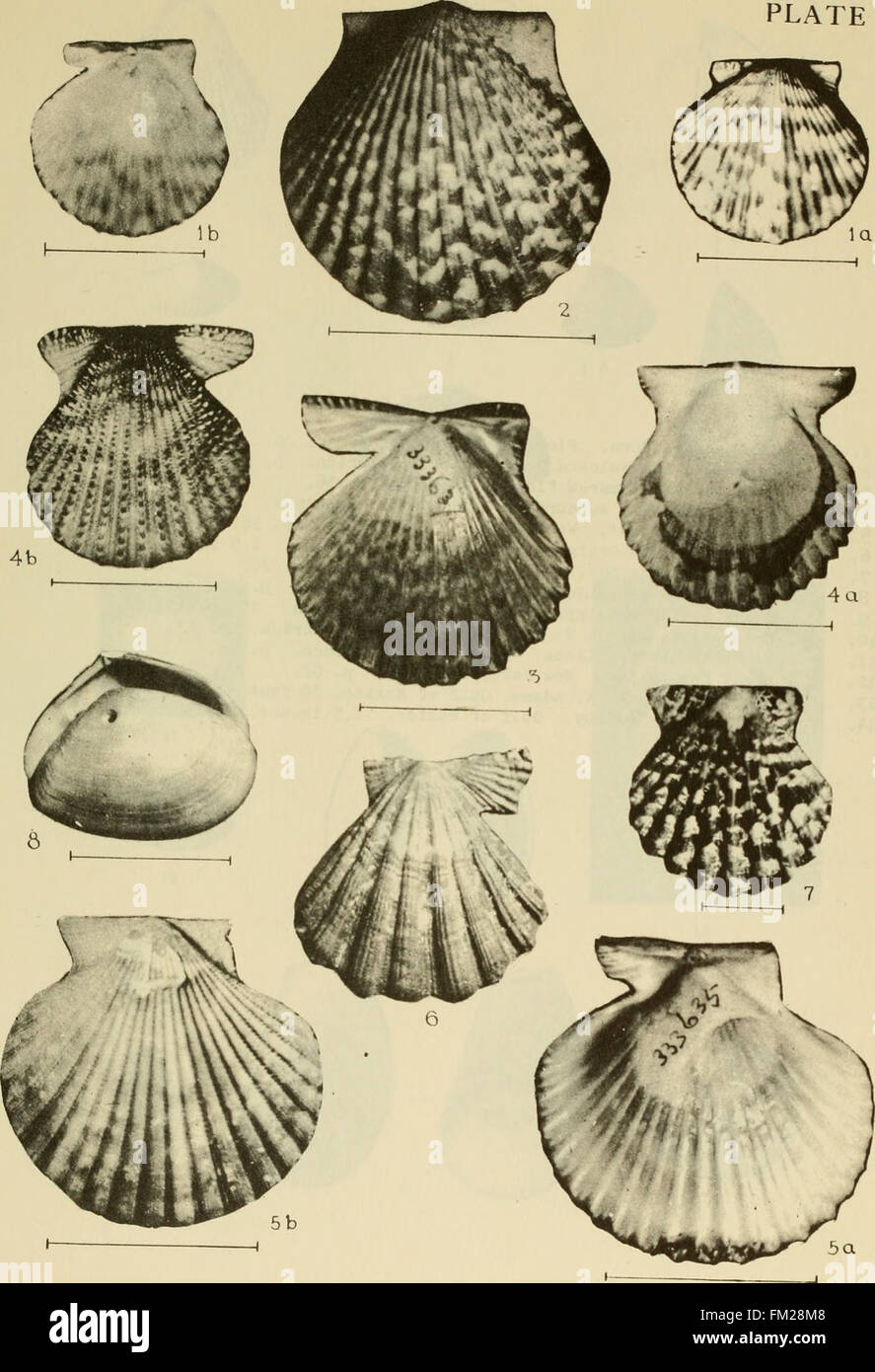 This work provides detailed descriptions and illustrations of marine ...