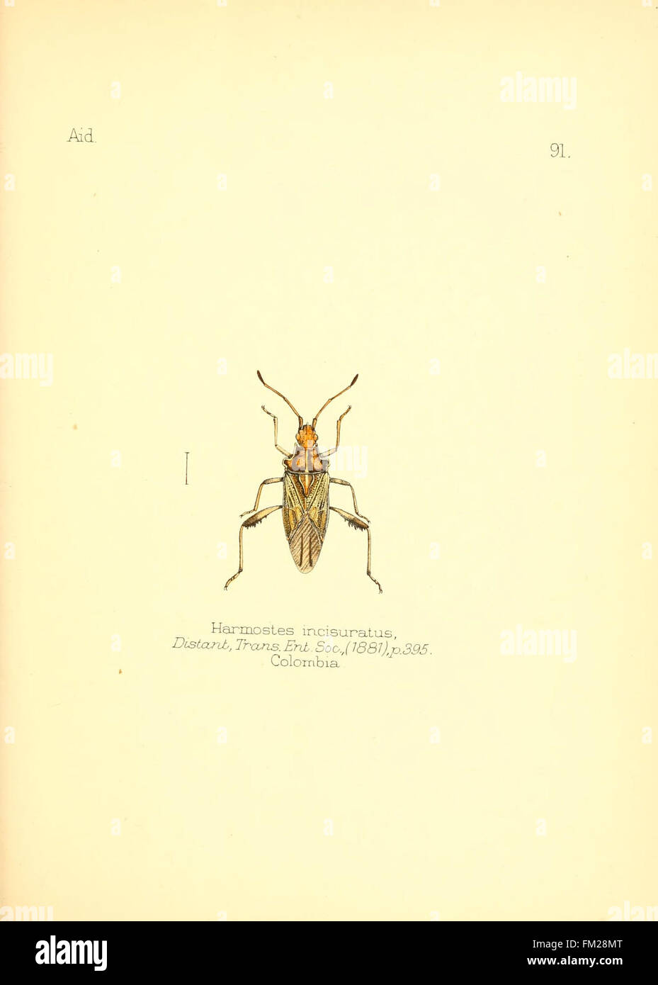 Plate 91 from 'Aid to the Identification of Insects' offers visual ...