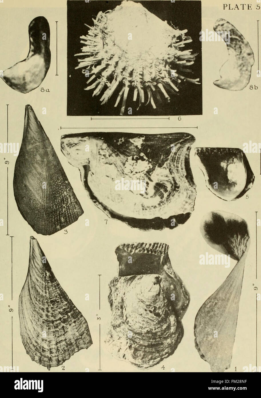 Thousand shells hi-res stock photography and images - Alamy