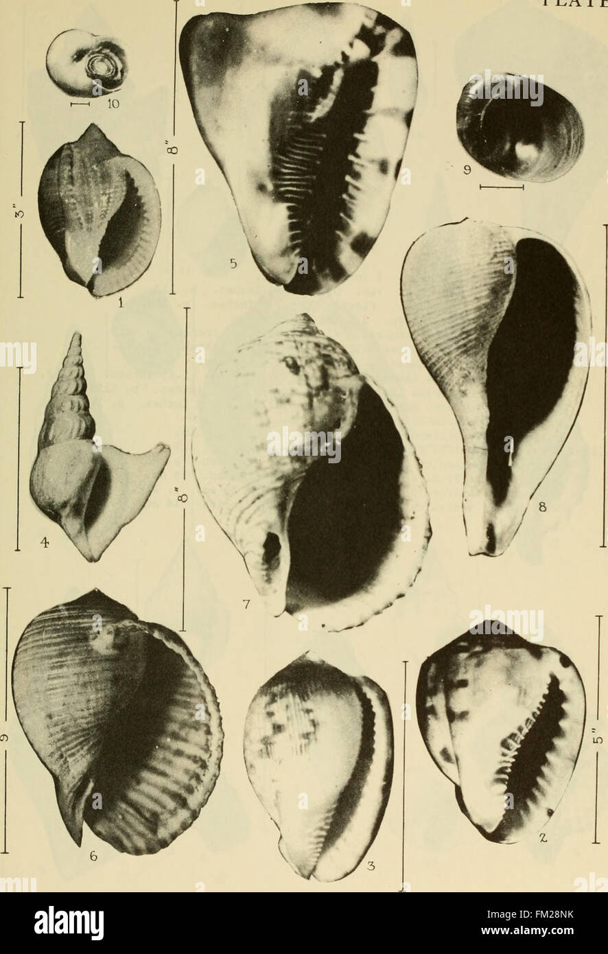 Thousand shells hi-res stock photography and images - Alamy