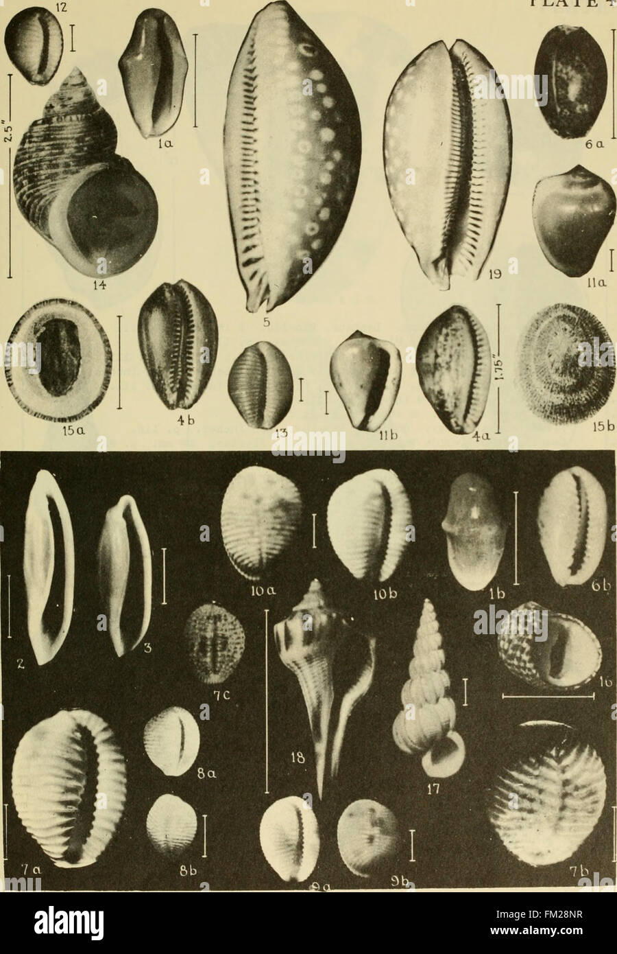 This work provides a comprehensive description of marine shells along ...