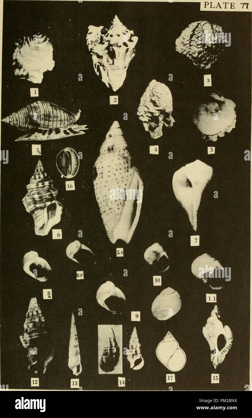 This work provides descriptions and detailed drawings of marine shells ...