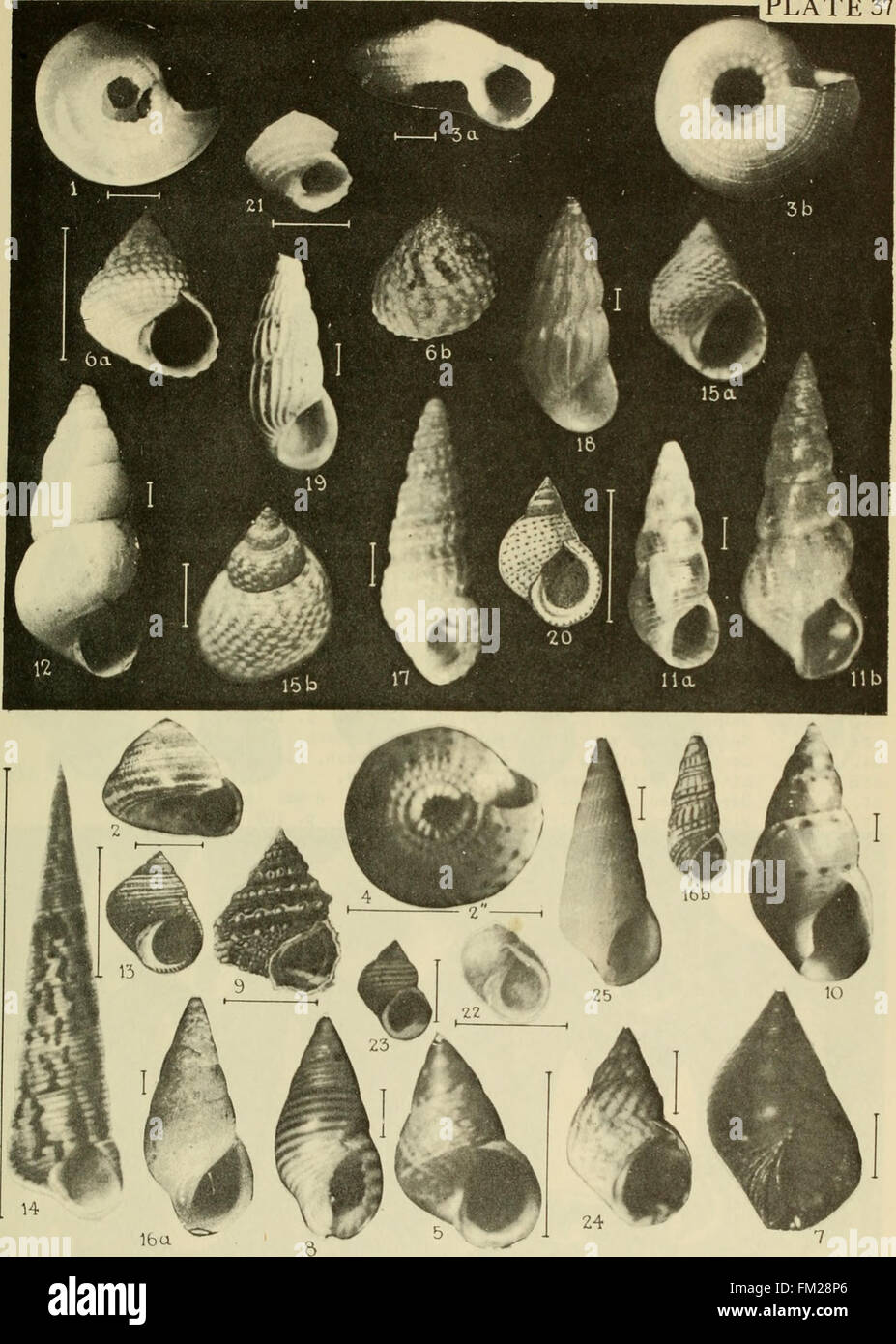 Thousand shells hi-res stock photography and images - Alamy