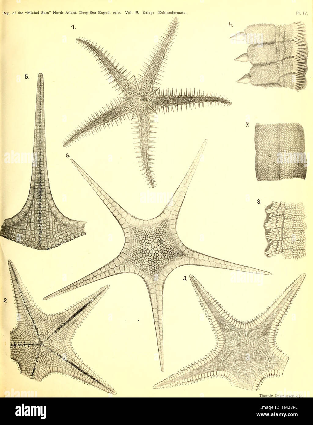 Echinodermata echinoderms hi-res stock photography and images - Alamy