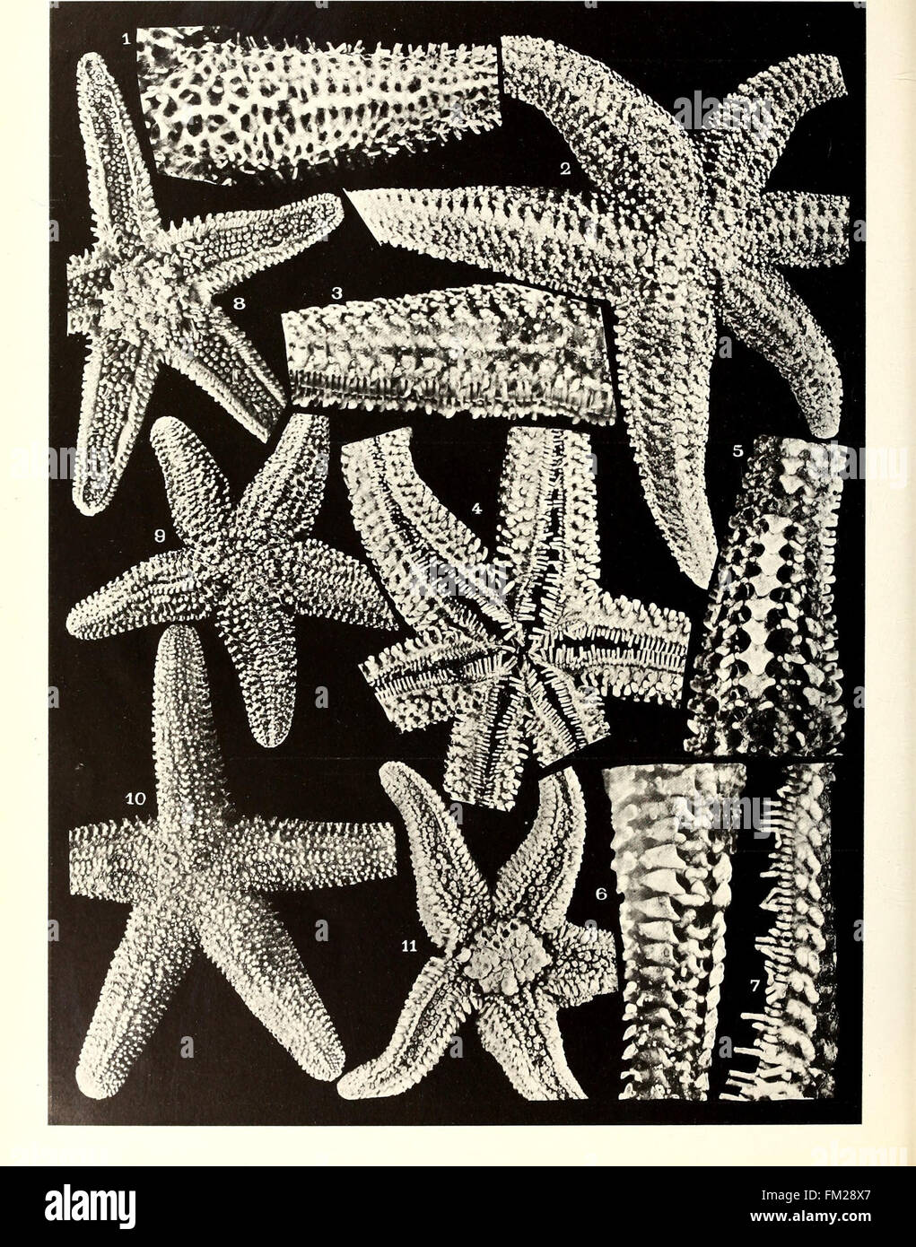 This 1920 work focuses on the classification and study of starfish ...