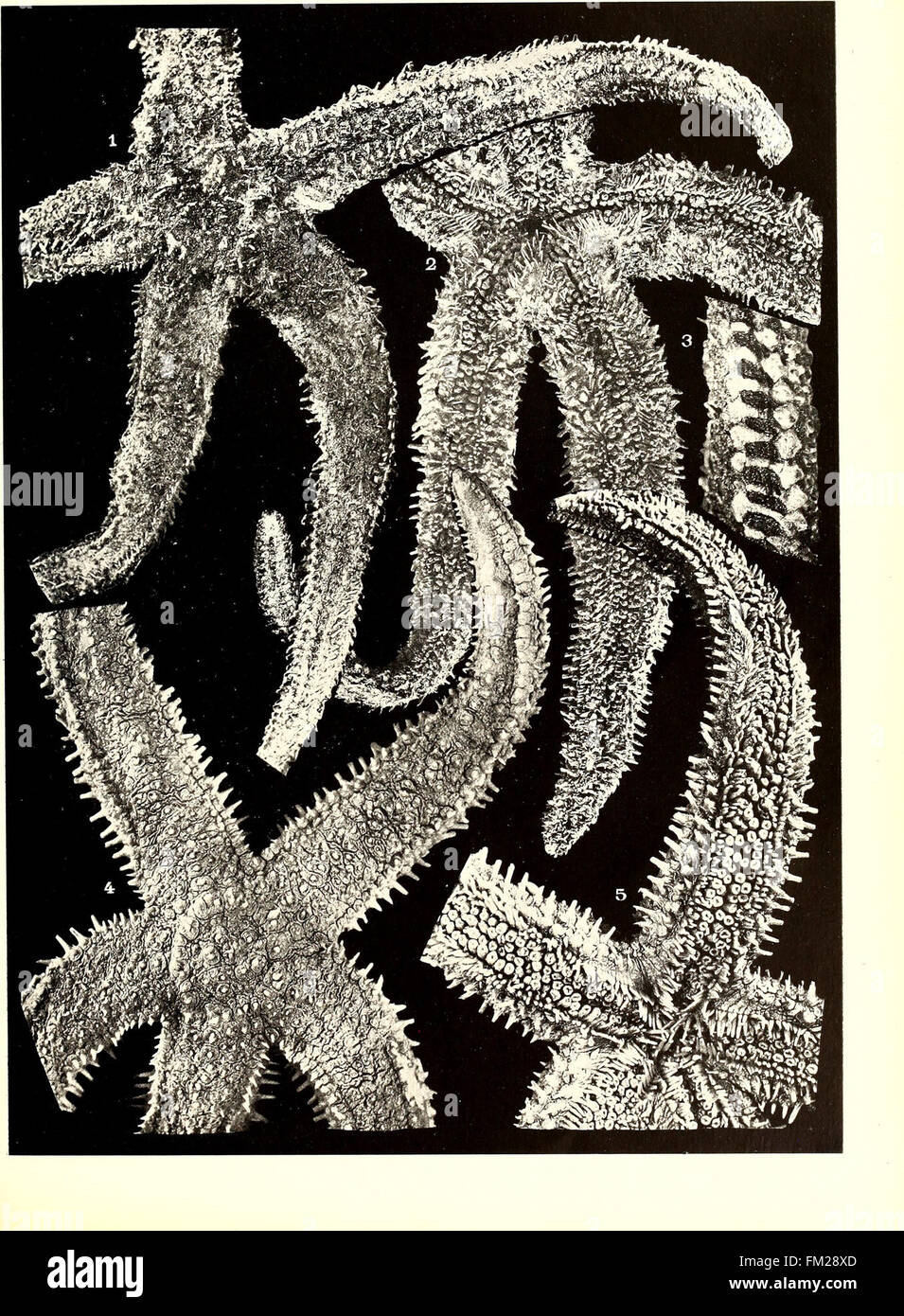 'Echinodermata Asteroidea' (1920) covers the taxonomy and biology of ...