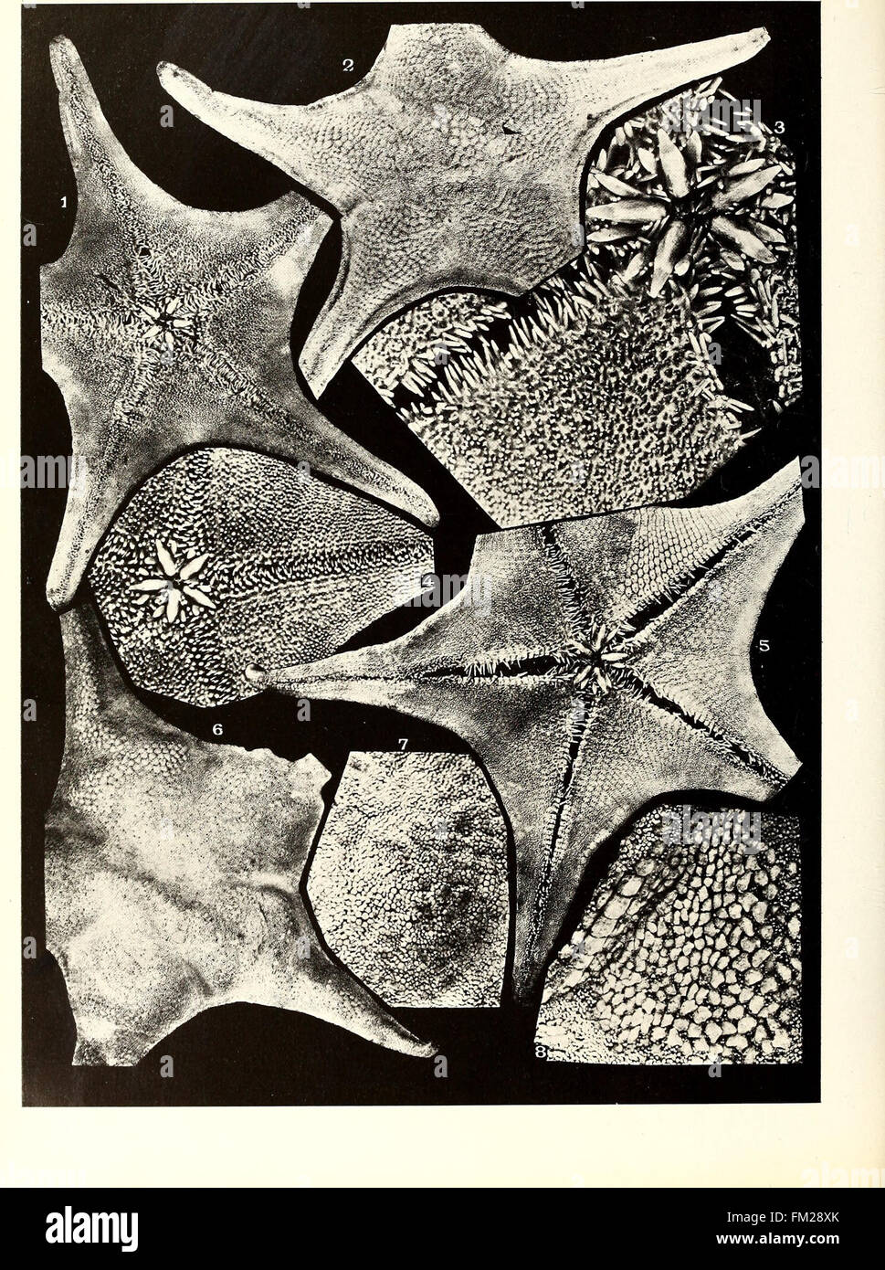 A scientific work from 1920 focusing on the classification and study of ...