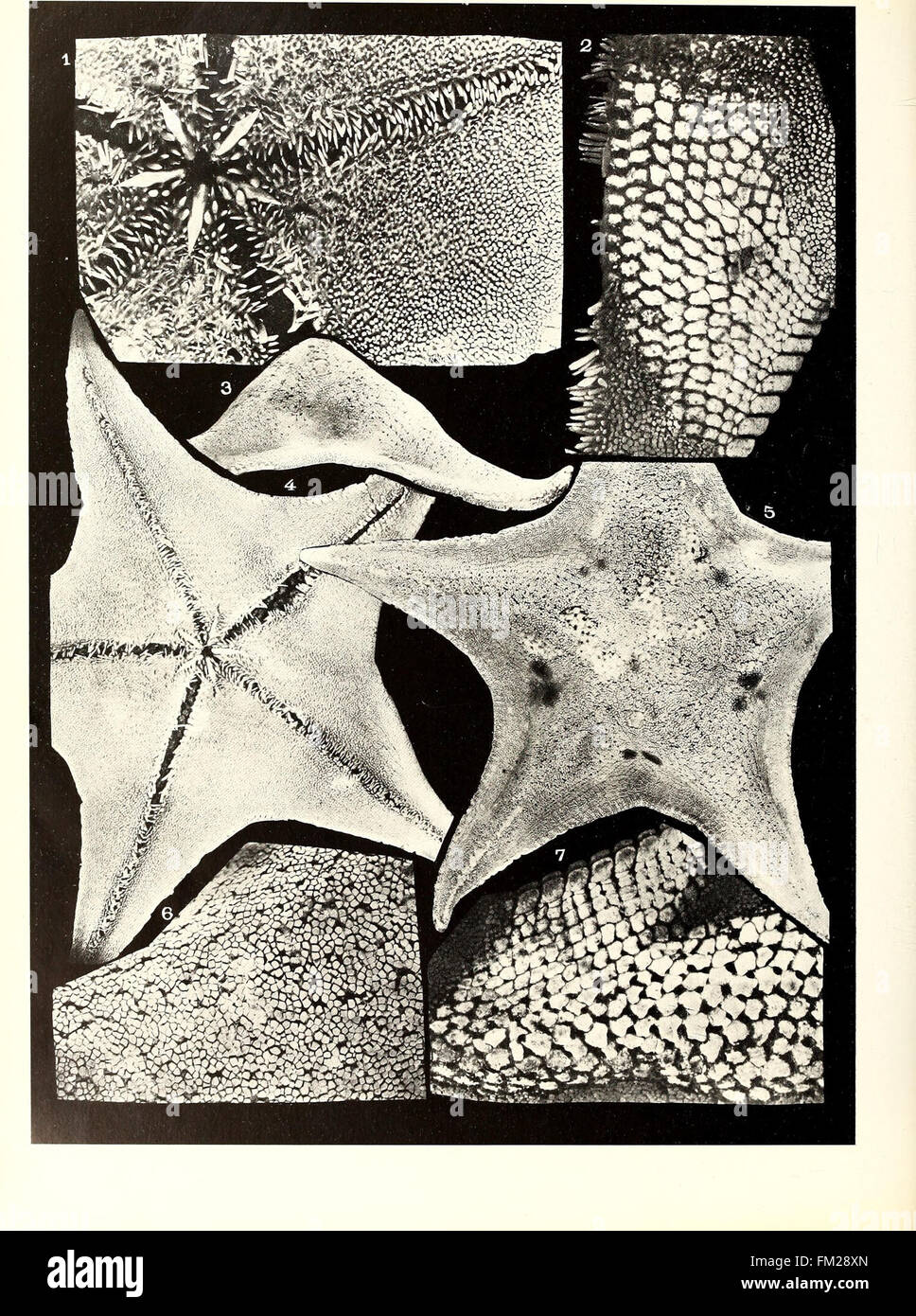 A 1920 illustration detailing echinoderm species in the Asteroidea ...