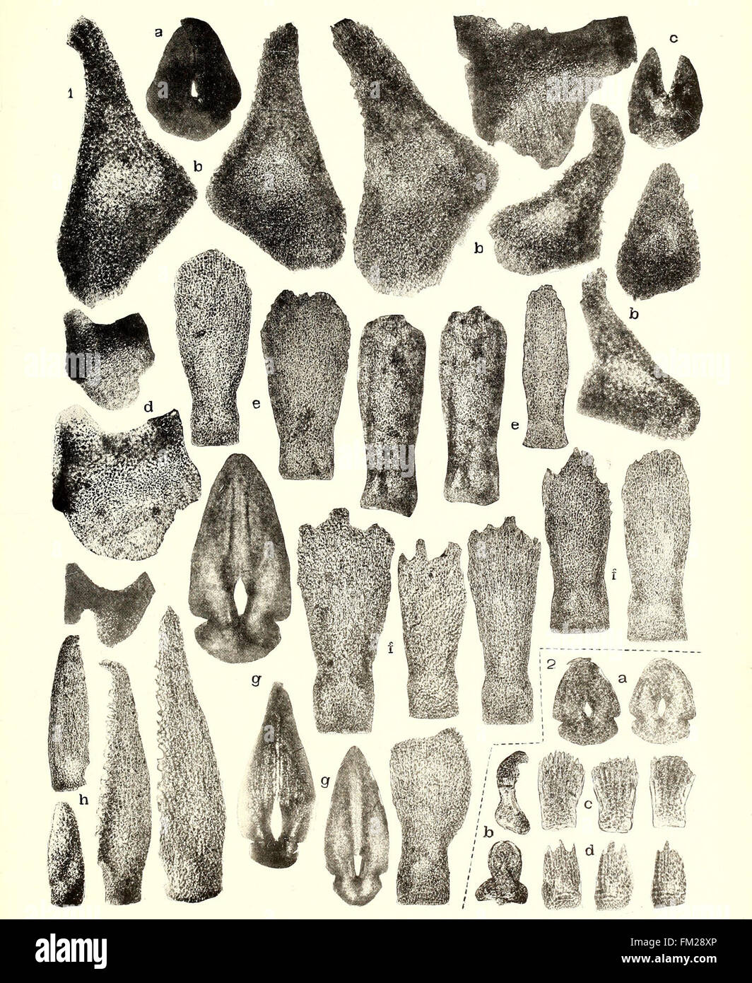 'Echinodermata Asteroidea' (1920) focuses on the class Asteroidea ...
