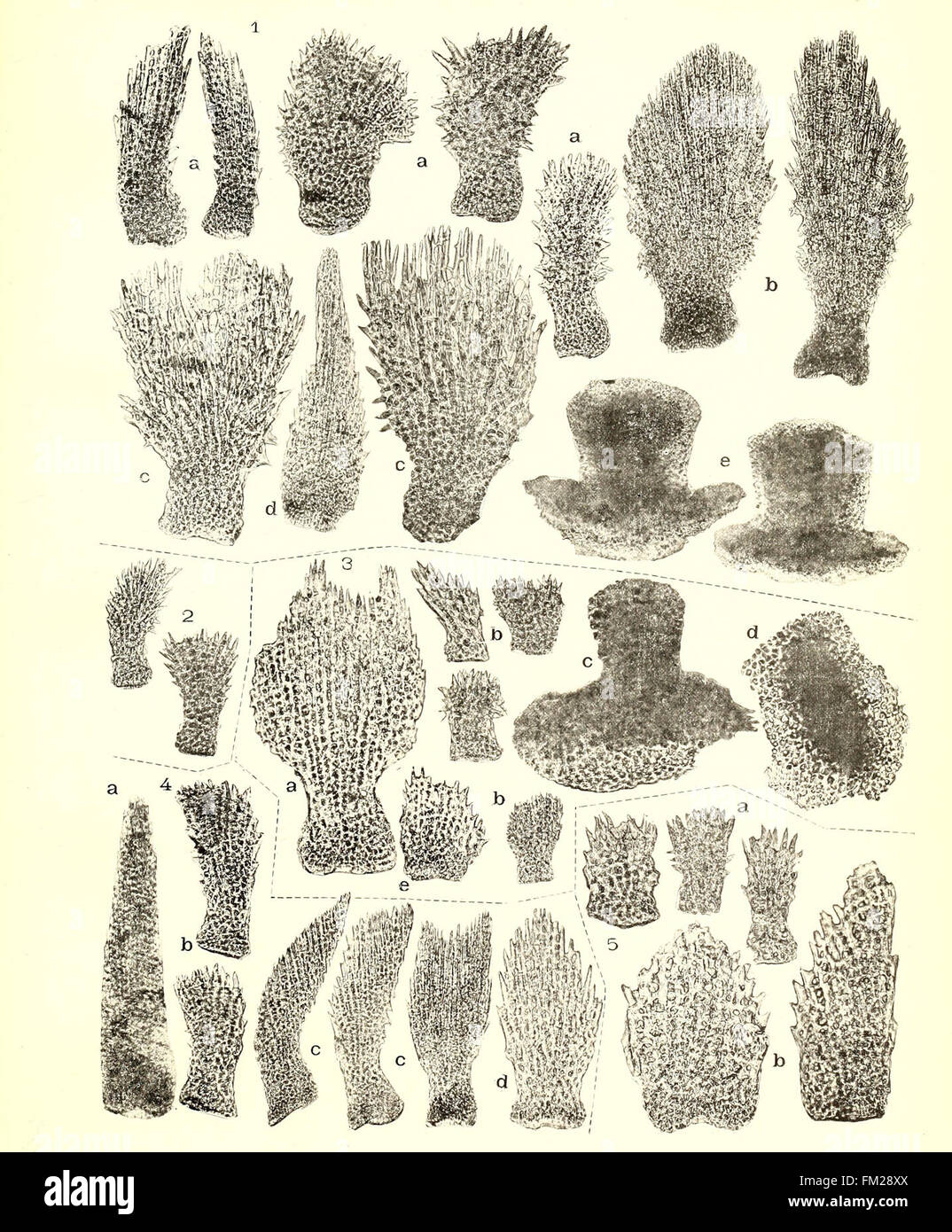 This 1920 work explores the Echinodermata class Asteroidea ...