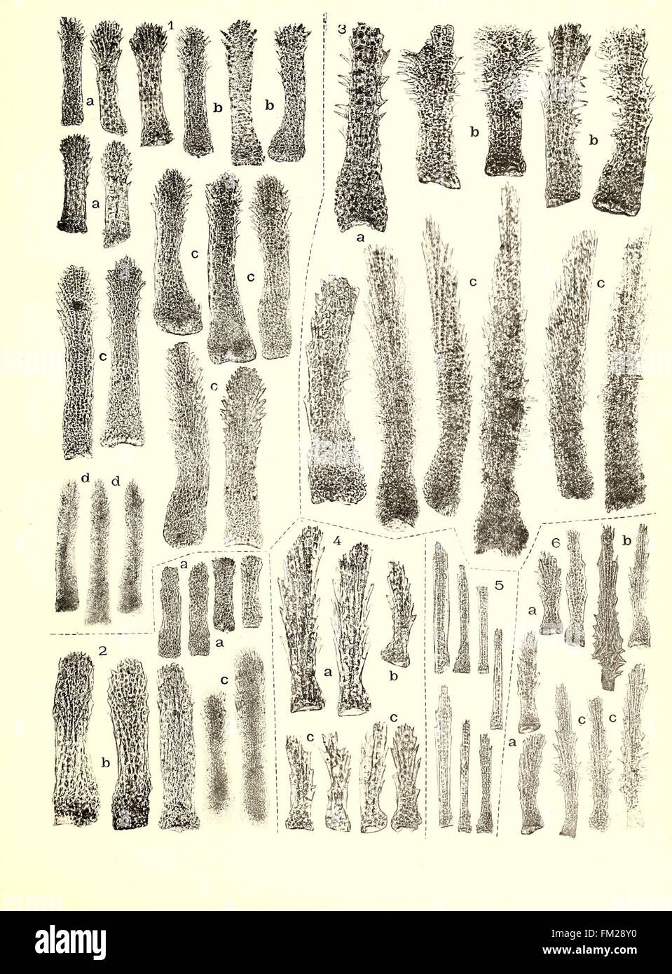 Echinodermata Asteroidea (1920) focuses on the classification and ...