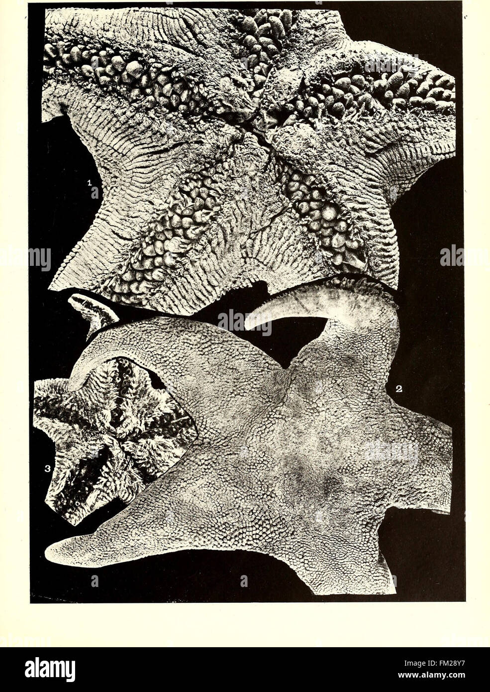 A detailed study of the Asteroidea class within Echinodermata ...
