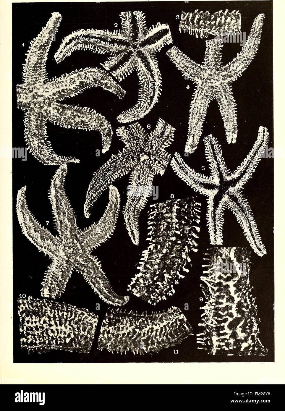 Starfish identification hi-res stock photography and images - Alamy