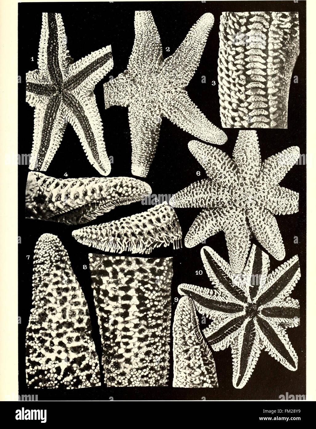 This work from 1920 focuses on the class Asteroidea, a group of ...