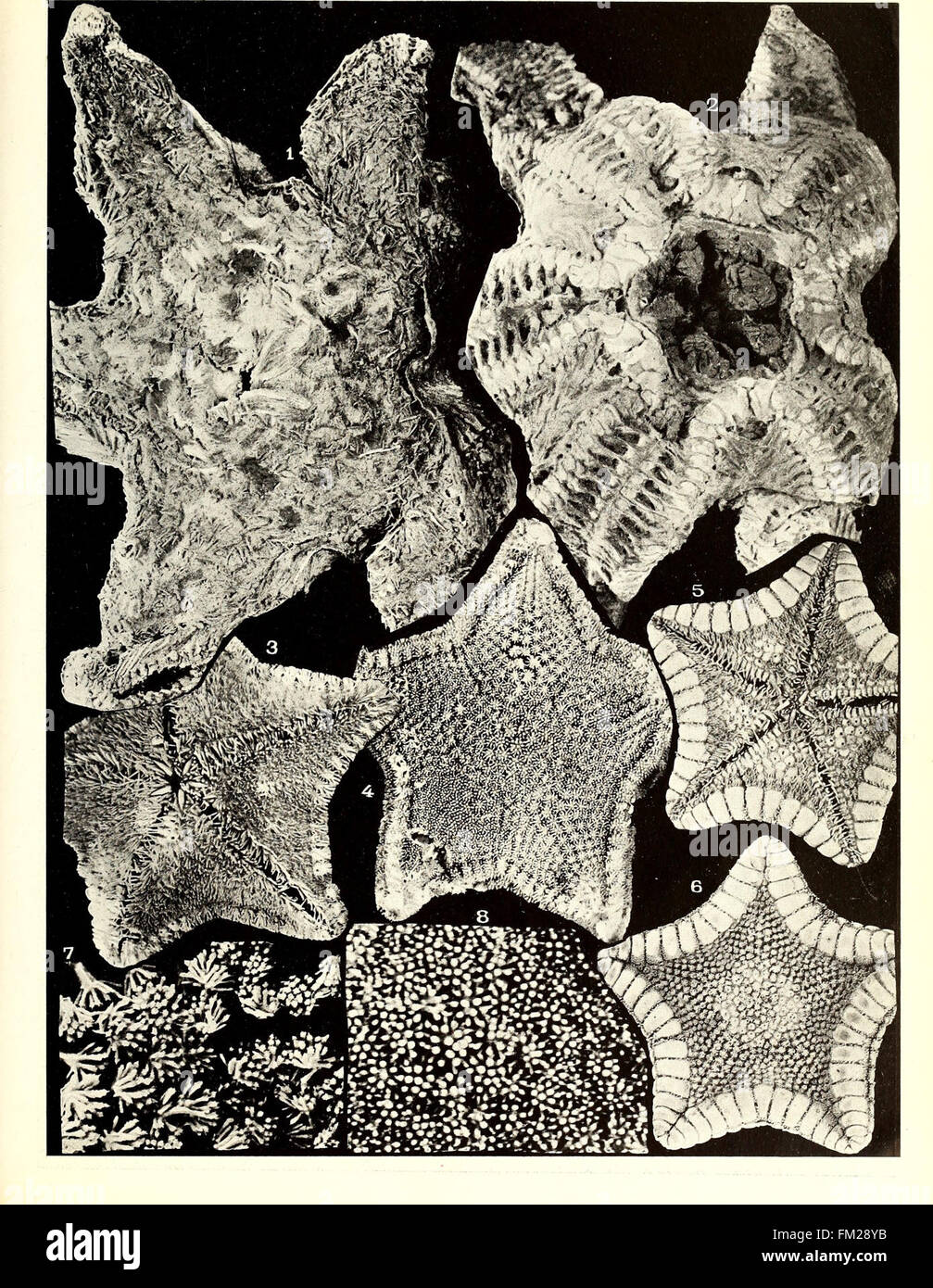 'Echinodermata Asteroidea' (1920) provides detailed studies of starfish ...