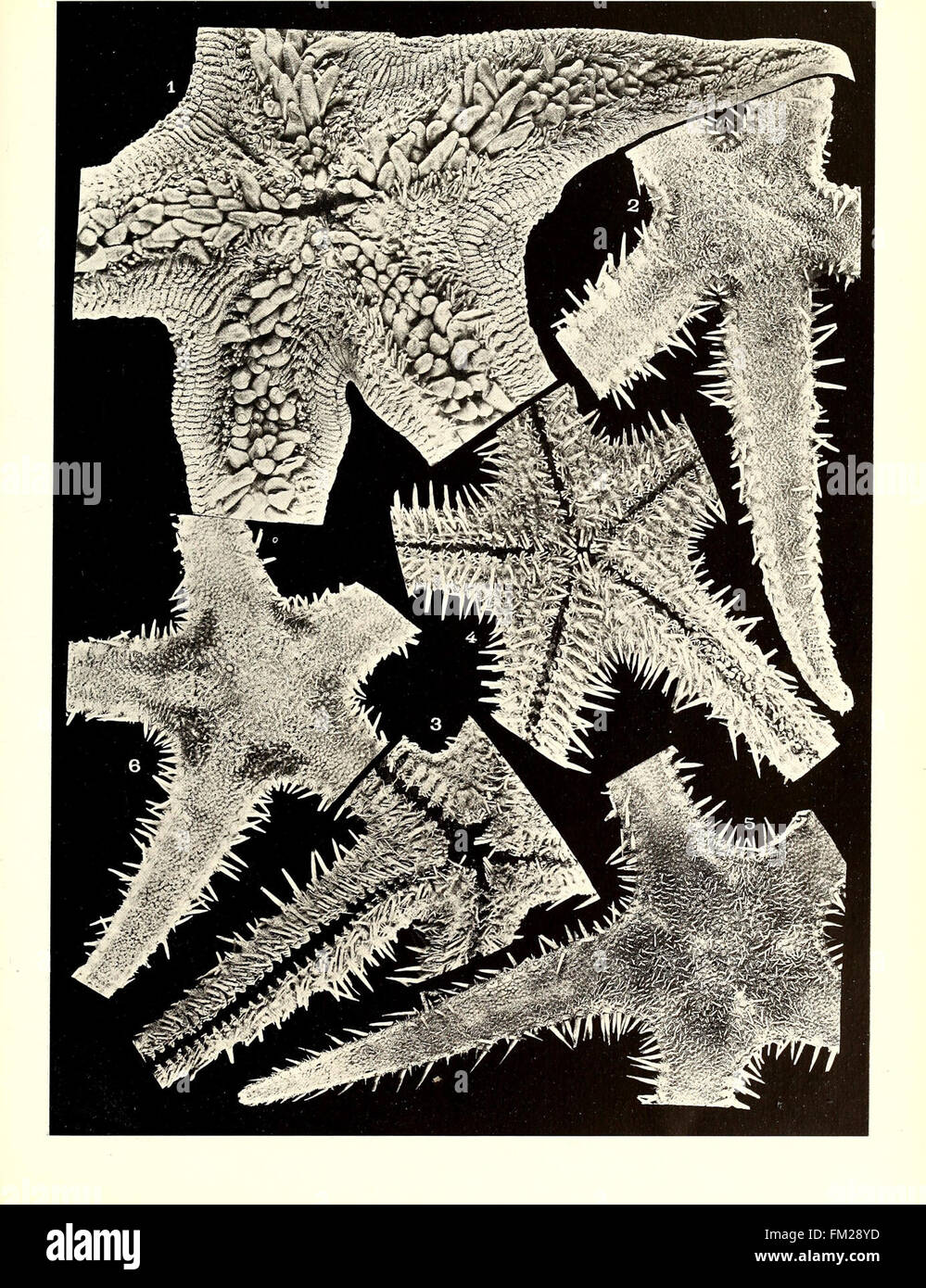 This 1920 work focuses on the classification and study of the class ...