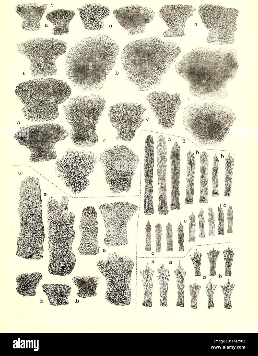 This work details the classification and study of the Asteroidea class ...