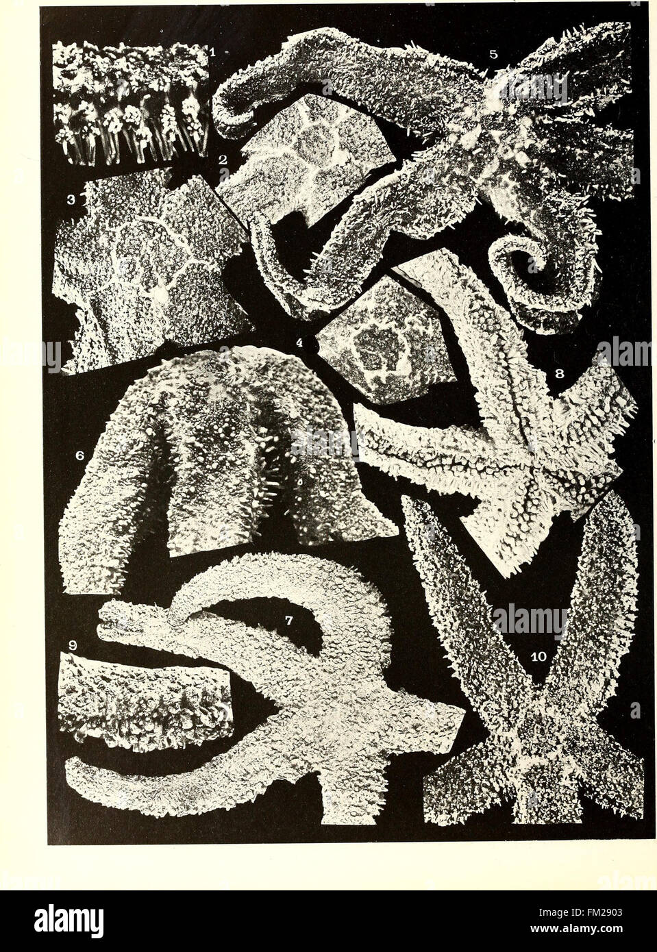 This 1920 work focuses on the class Asteroidea within the phylum ...