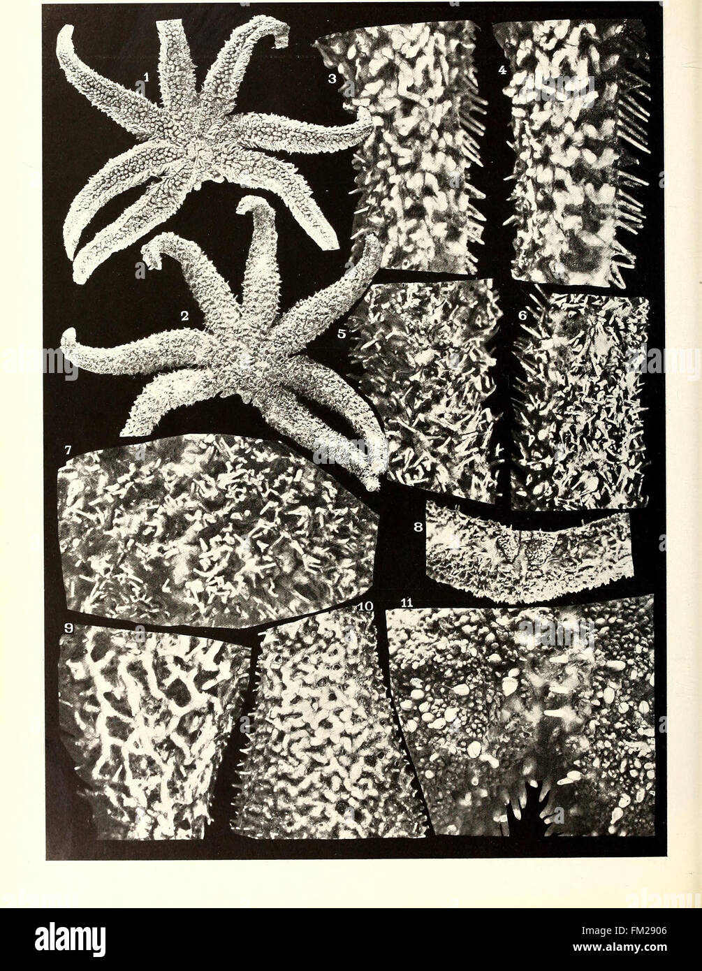 Phylum echinodermata classification hi-res stock photography and images ...