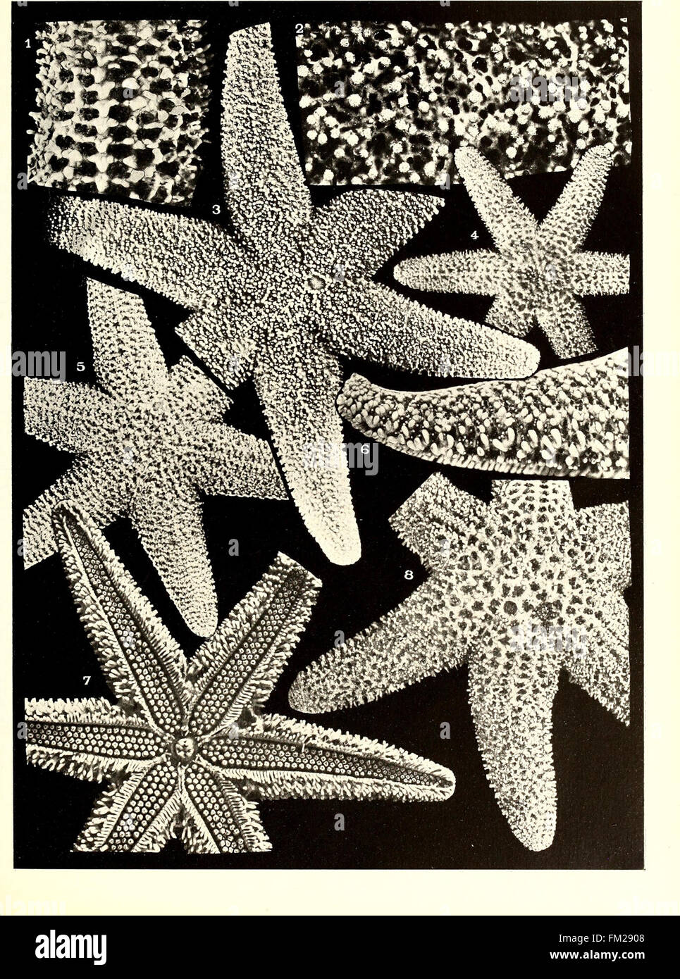 A 1920 work focusing on the class Asteroidea within the Echinodermata ...