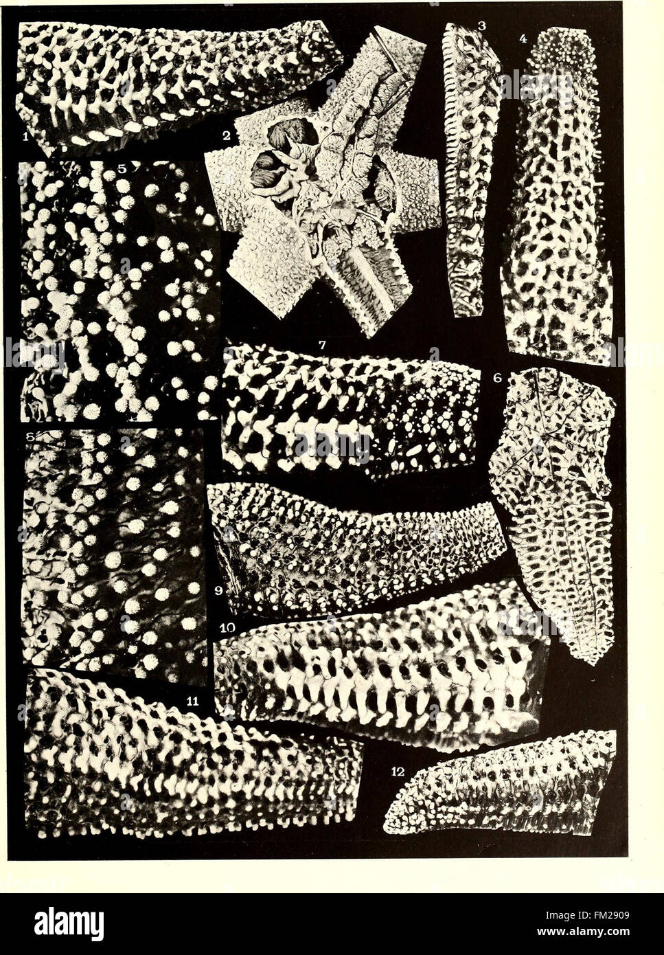 This 1920 work examines the class Asteroidea within the phylum ...