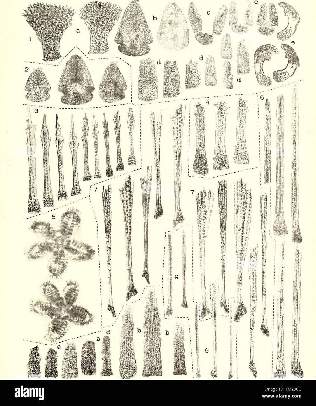 This 1920 work features detailed illustrations and descriptions of ...