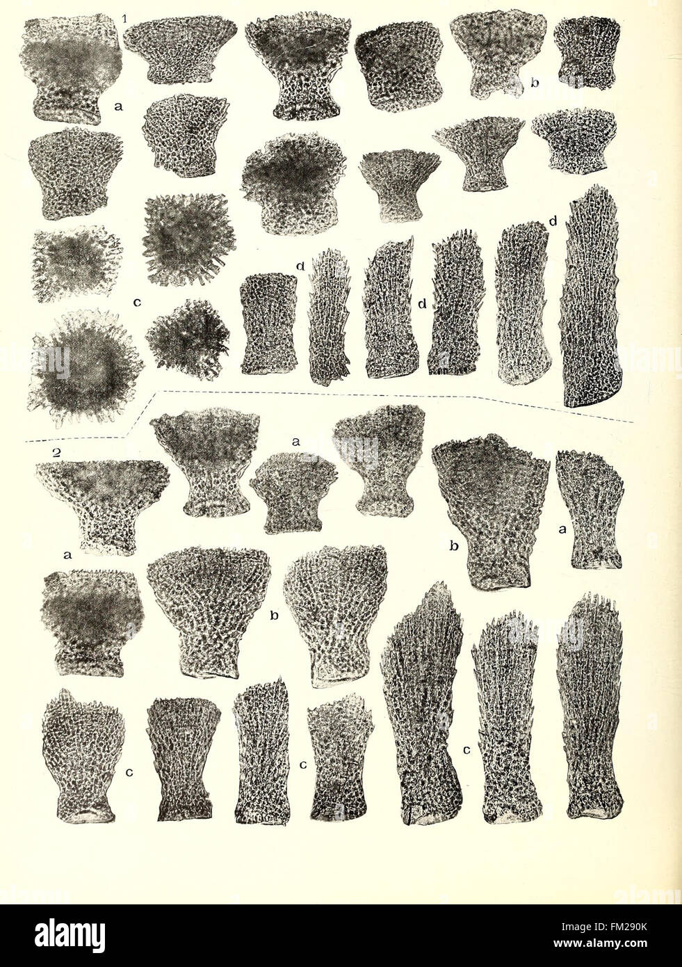 'Echinodermata Asteroidea' (1920) explores the classification and ...